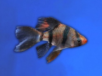 Worldwide Ornamental Fish Wholesale and Imports | WCB Imports